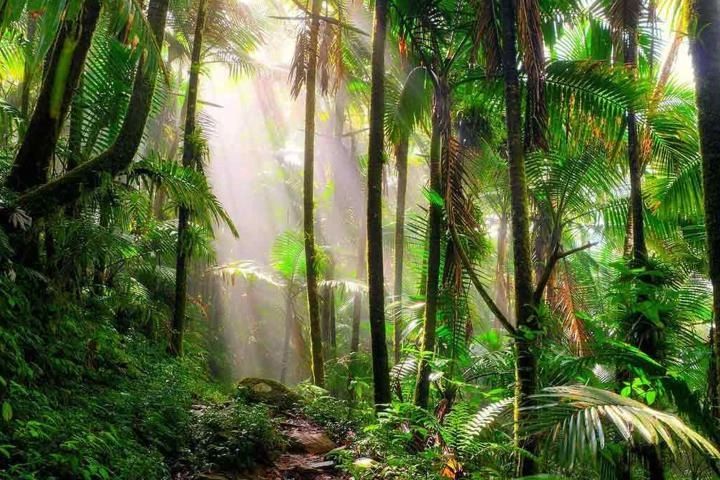 árboles En La Selva Tropical De Madagascar