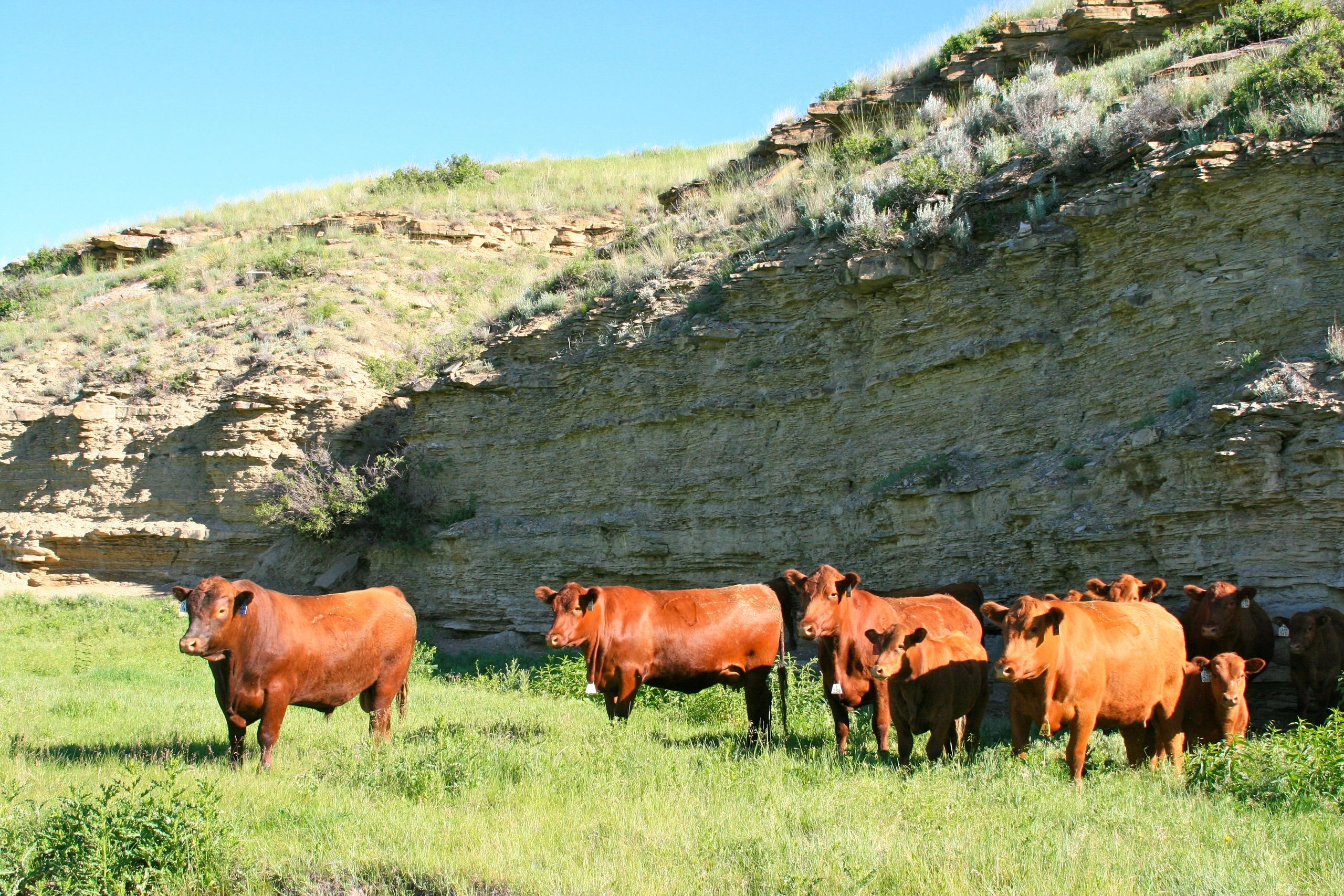 Westphal Red Angus