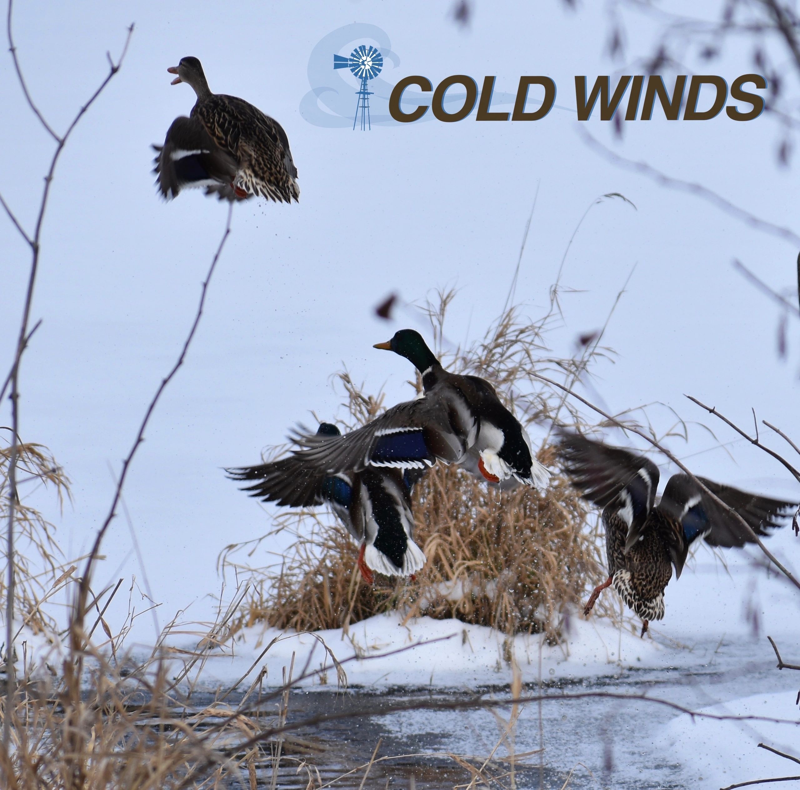 Cold Winds