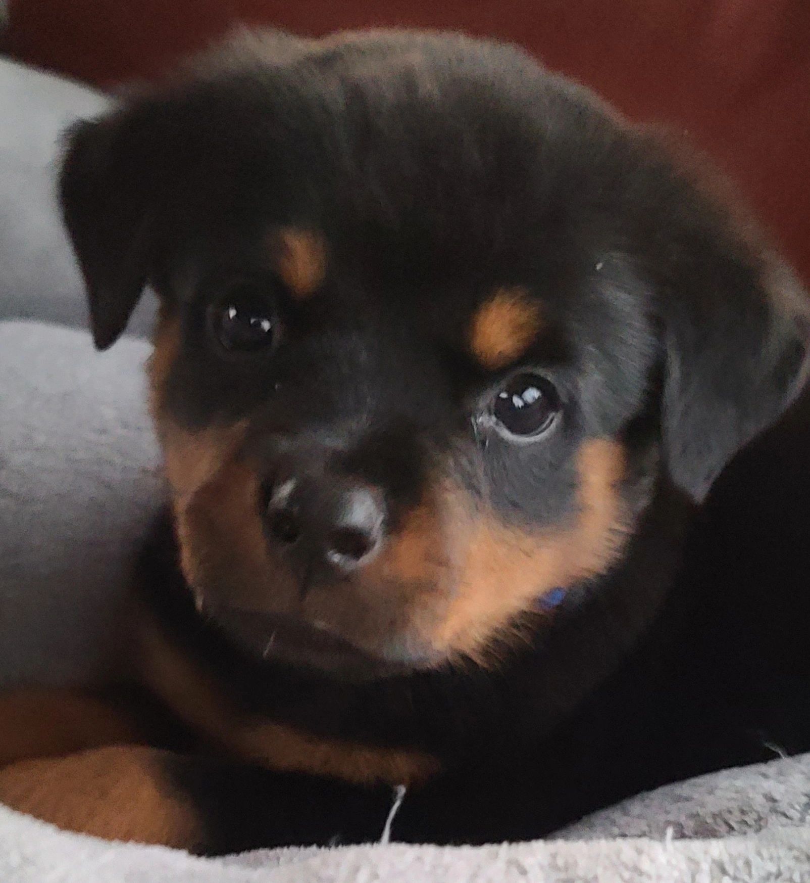 Our upcoming breedings | Rock of Ages Rottweilers