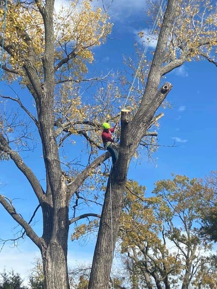 Cardinal Tree Experts