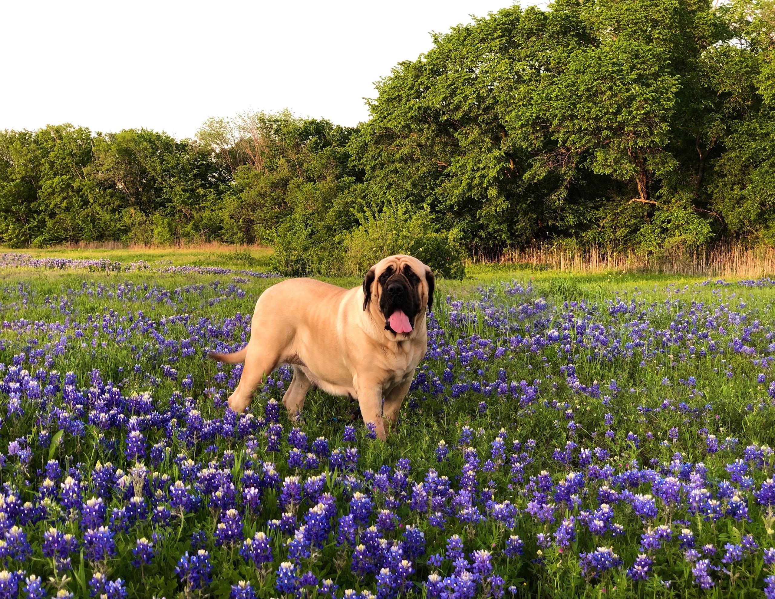English Mastiff Breeder - Lonestarmastiff
