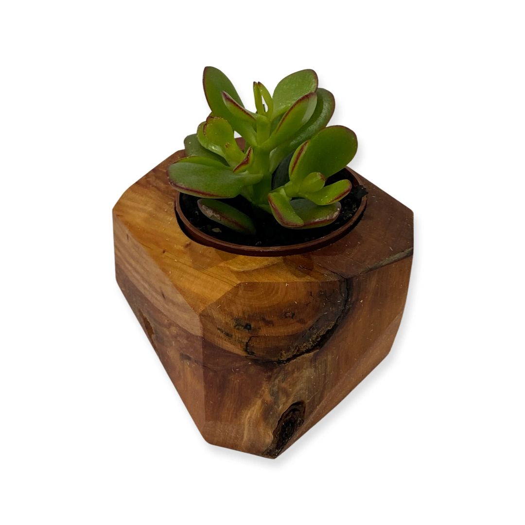 Macrocarpa Geometric Planter - Cactus/Succulent