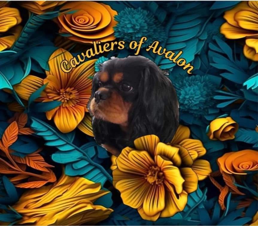 Our Breeding Dogs | Cavaliers of Avalon