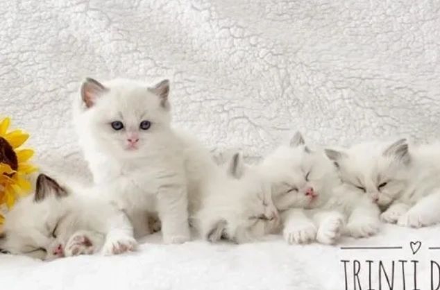 Ragdoll Kittens - Triniti Dollz Ragdolls