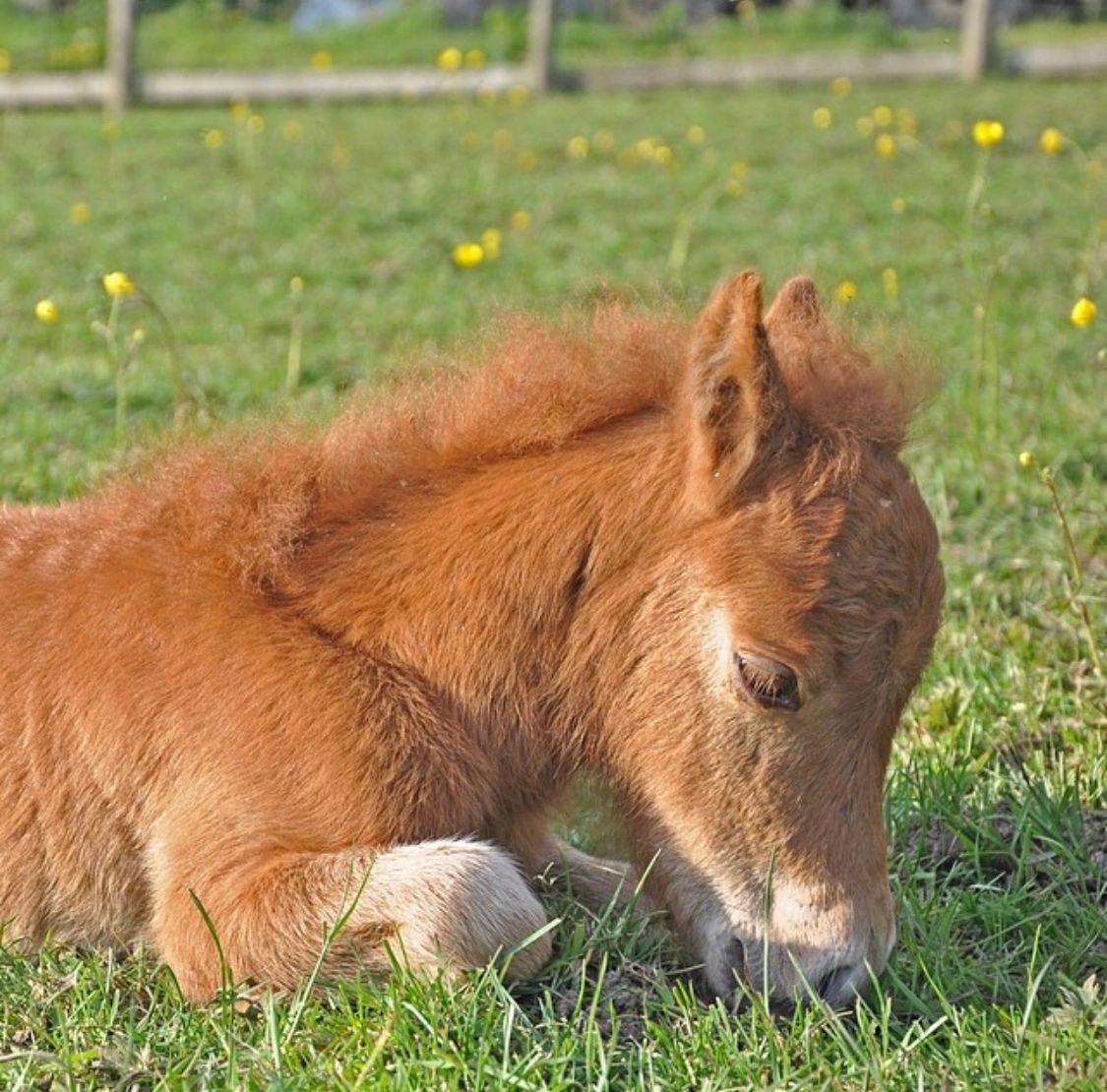 The Ponies