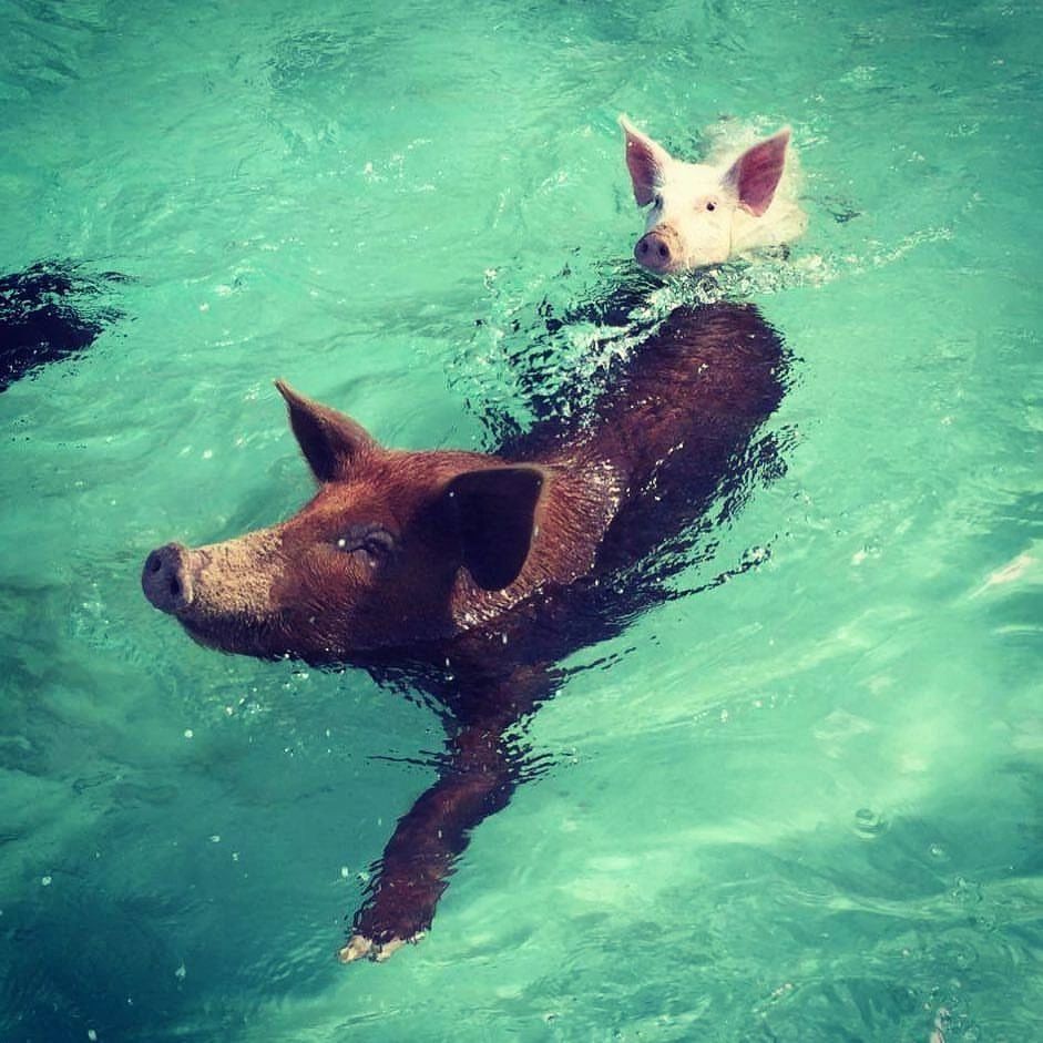 Pig Island Adventures