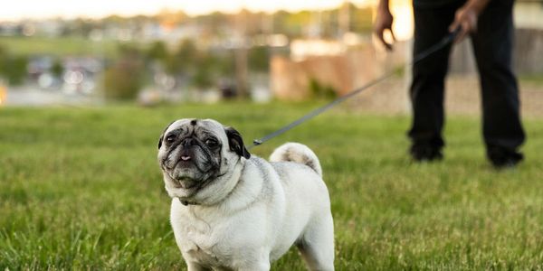 Rescuing and rehoming pugs across the UK | National Pug Protection Trust