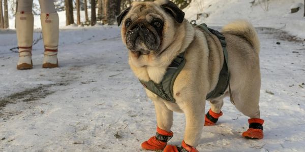 Rescuing and rehoming pugs across the UK | National Pug Protection Trust