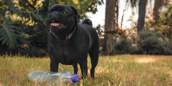 Rescuing and rehoming pugs across the UK | National Pug Protection Trust