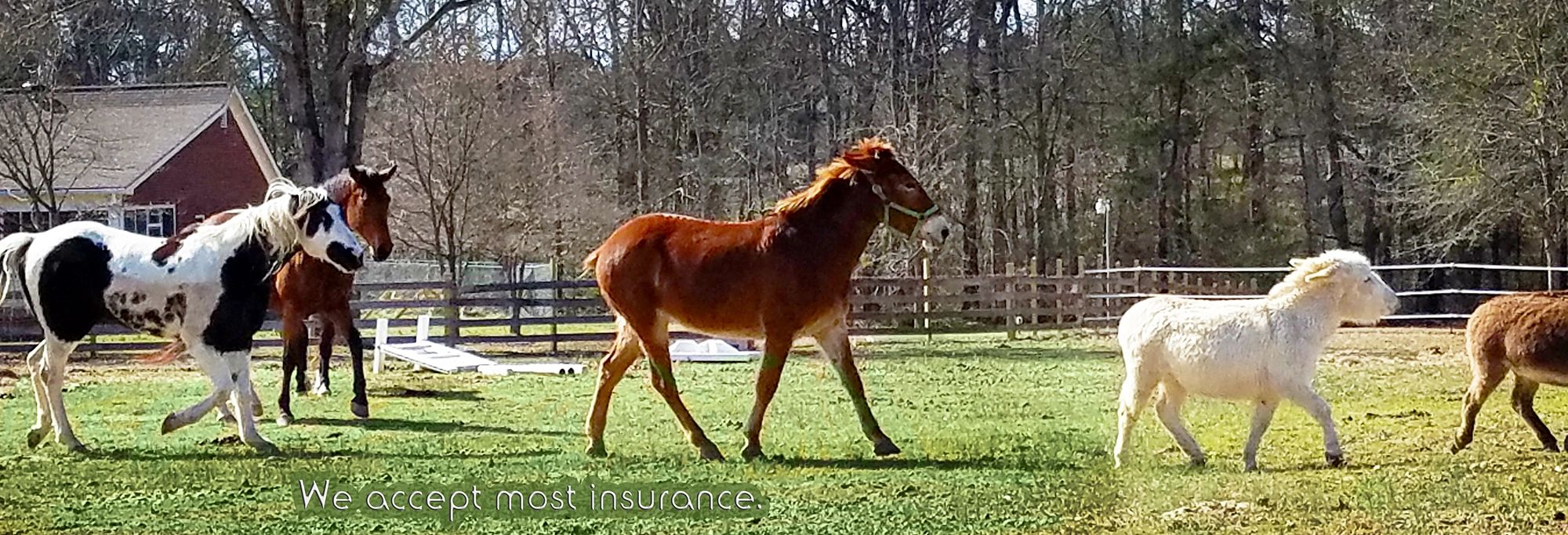 HOME | Office & Equine Assisted Therapy