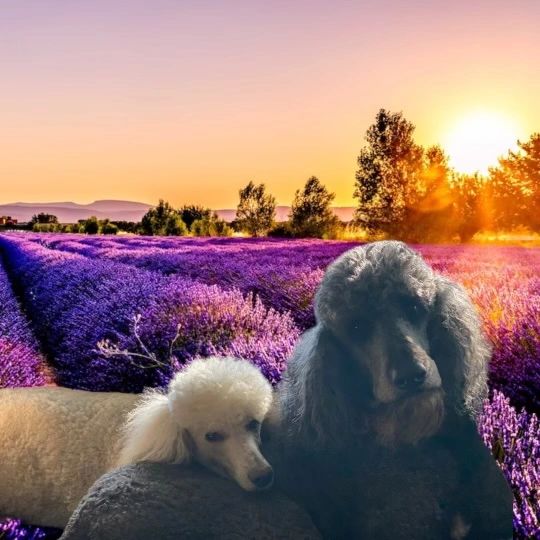 SMILING POODLE RANCH