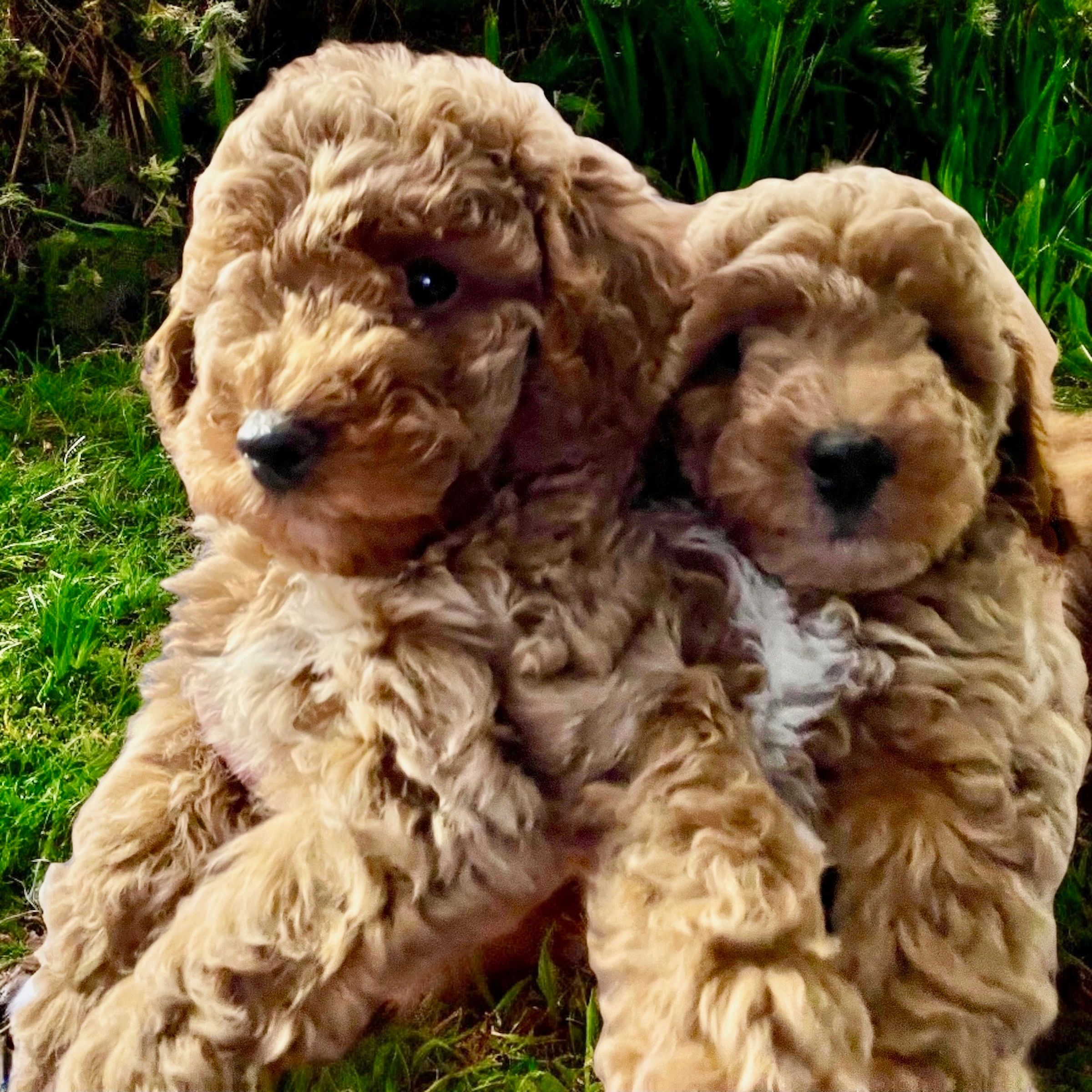 SMILING POODLE RANCH