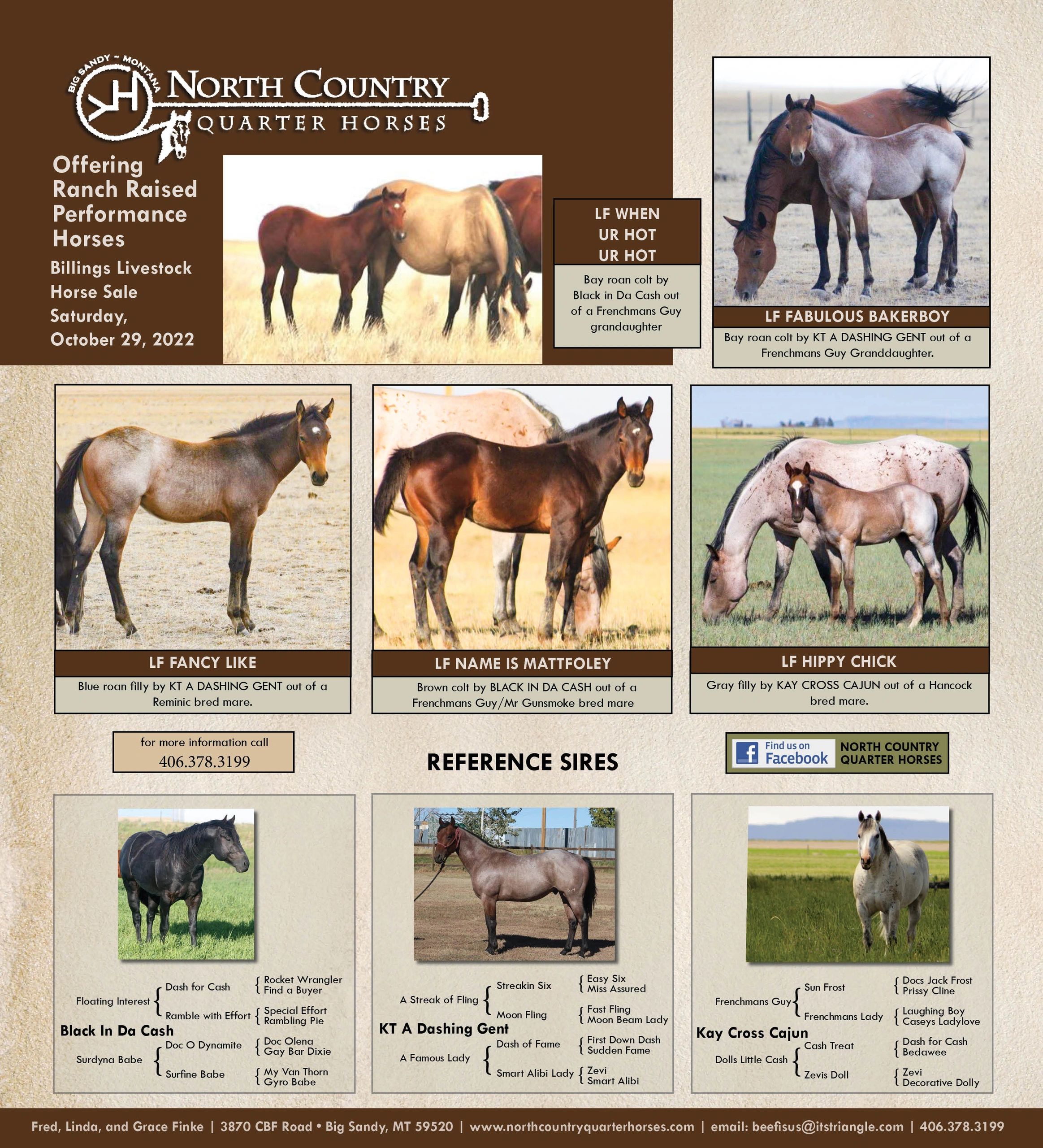 Black Quarter Horse Stallion Running