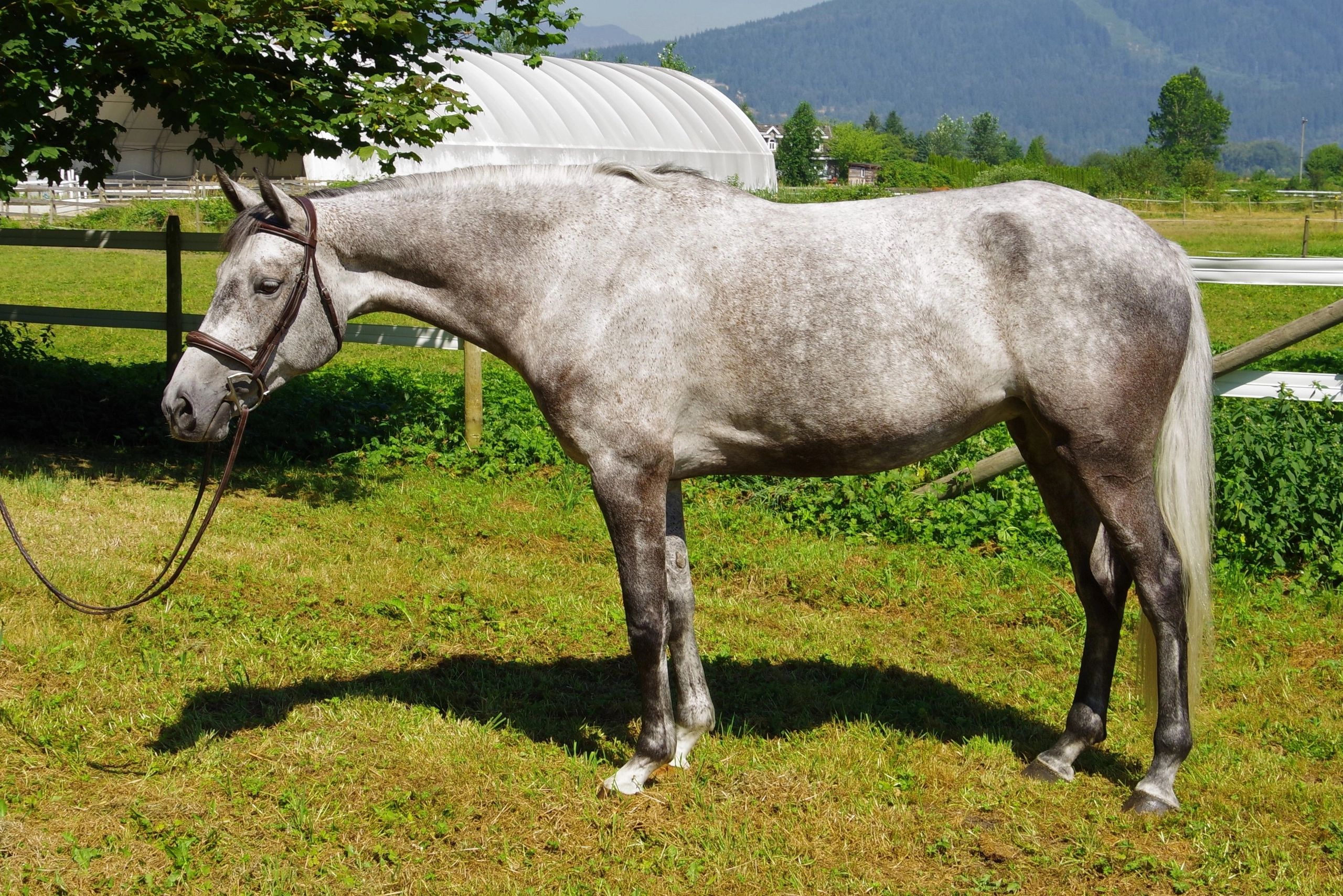 Prospects Undersaddle | Blue Moon Stables