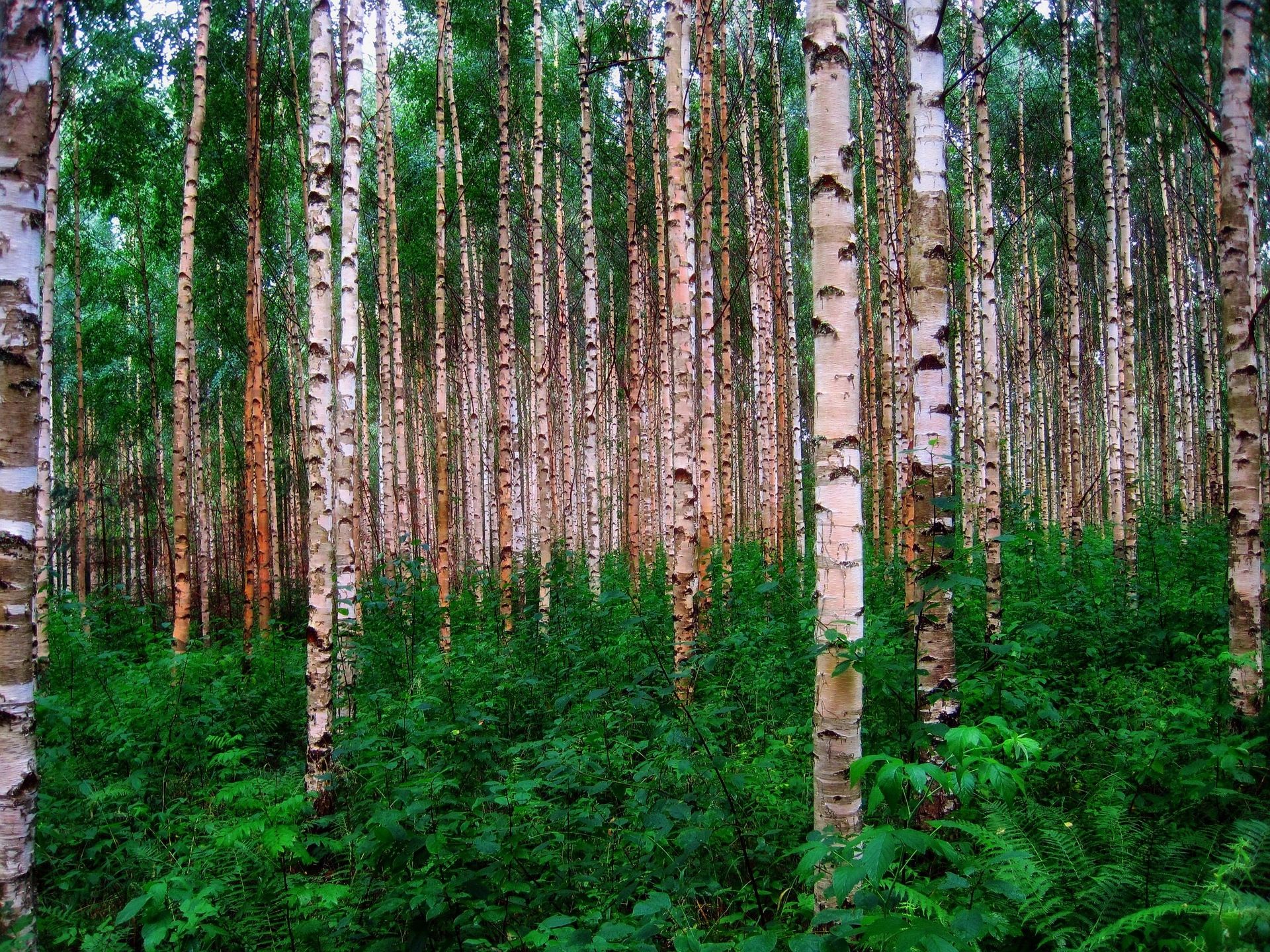Willow and Birch Massage - Massage Therapy, Massage for Stress Relief