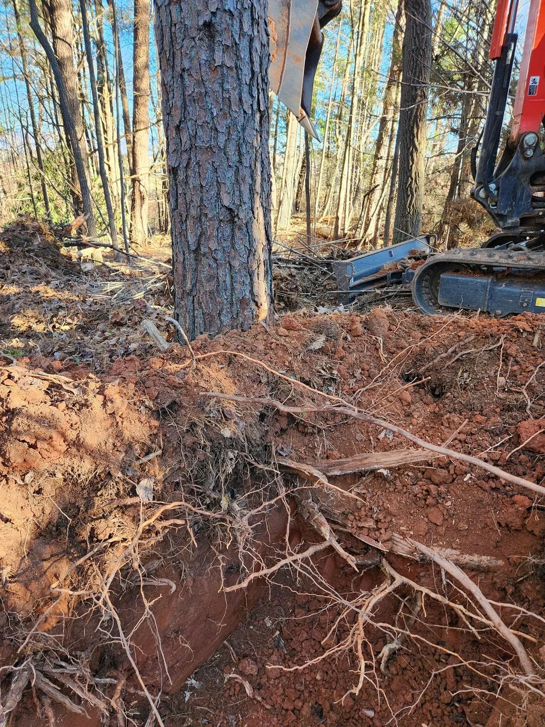 Understanding Tree Root Systems