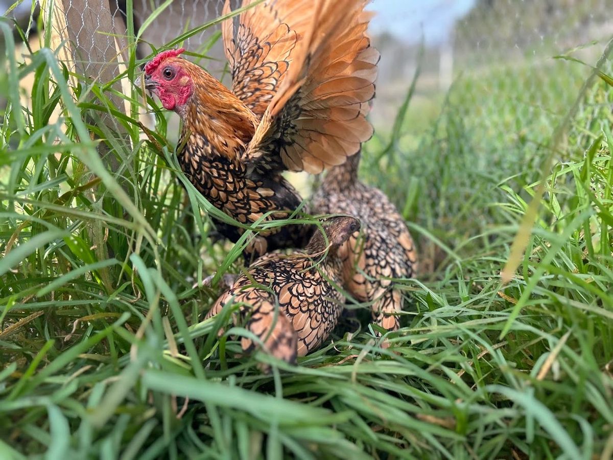 Gold Sebright Fertile Eggs