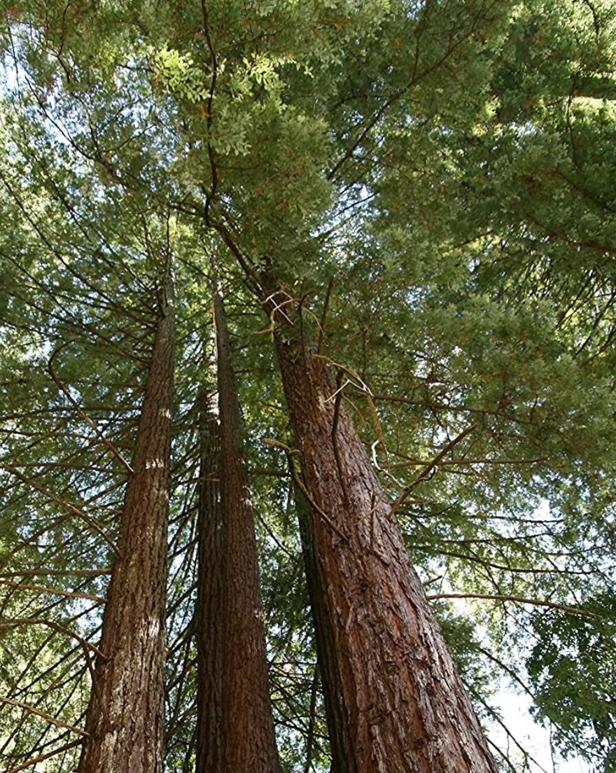 Ingenious Uphill Water Transport System