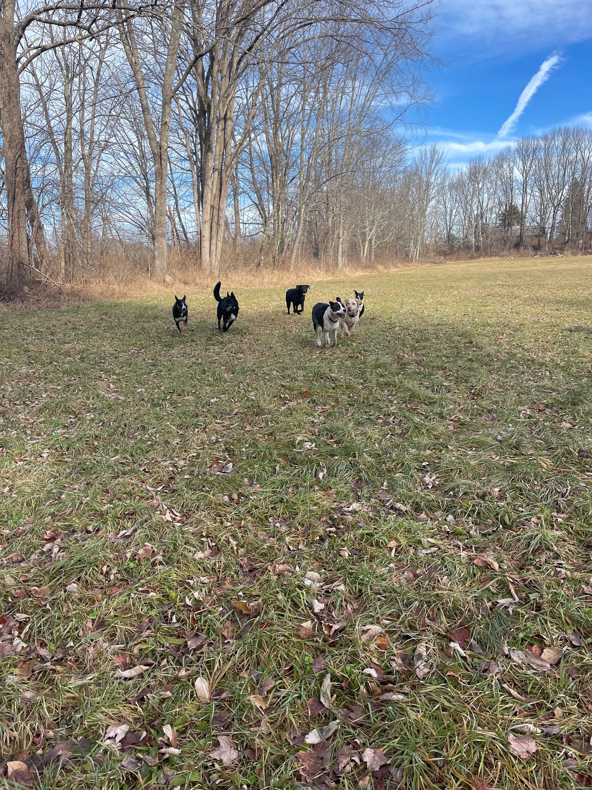 Meet The Pack Leaders