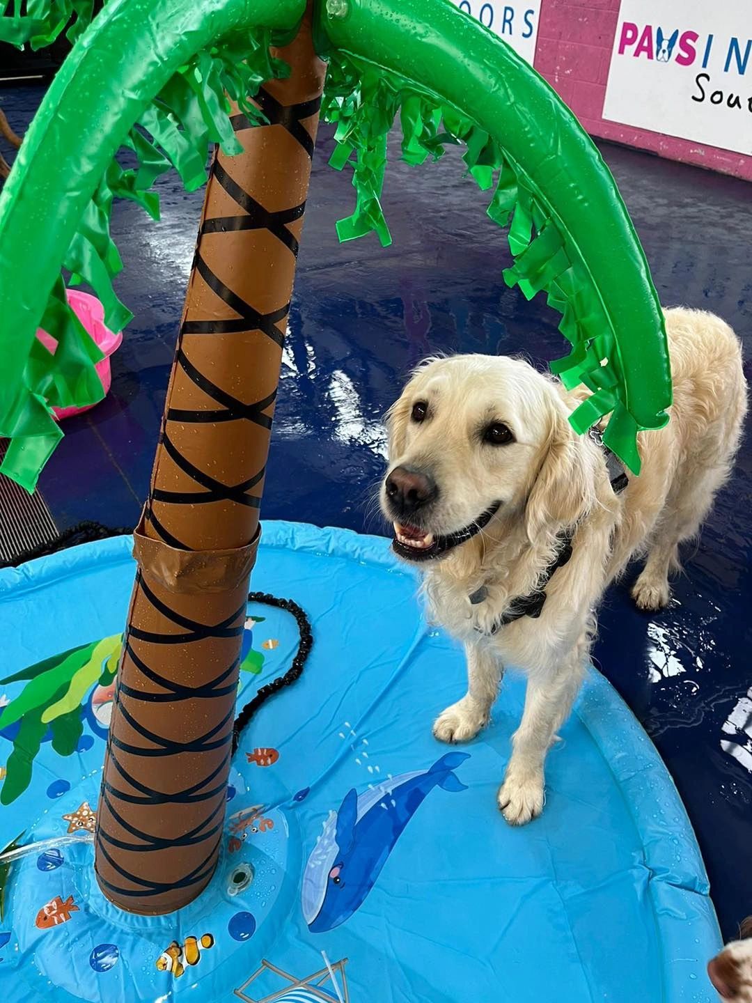 Book A Trial | Paws Indoors Southend