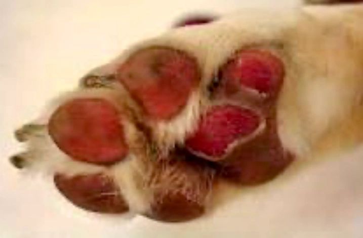 Dog paws on pavement ... How hot is too hot?
