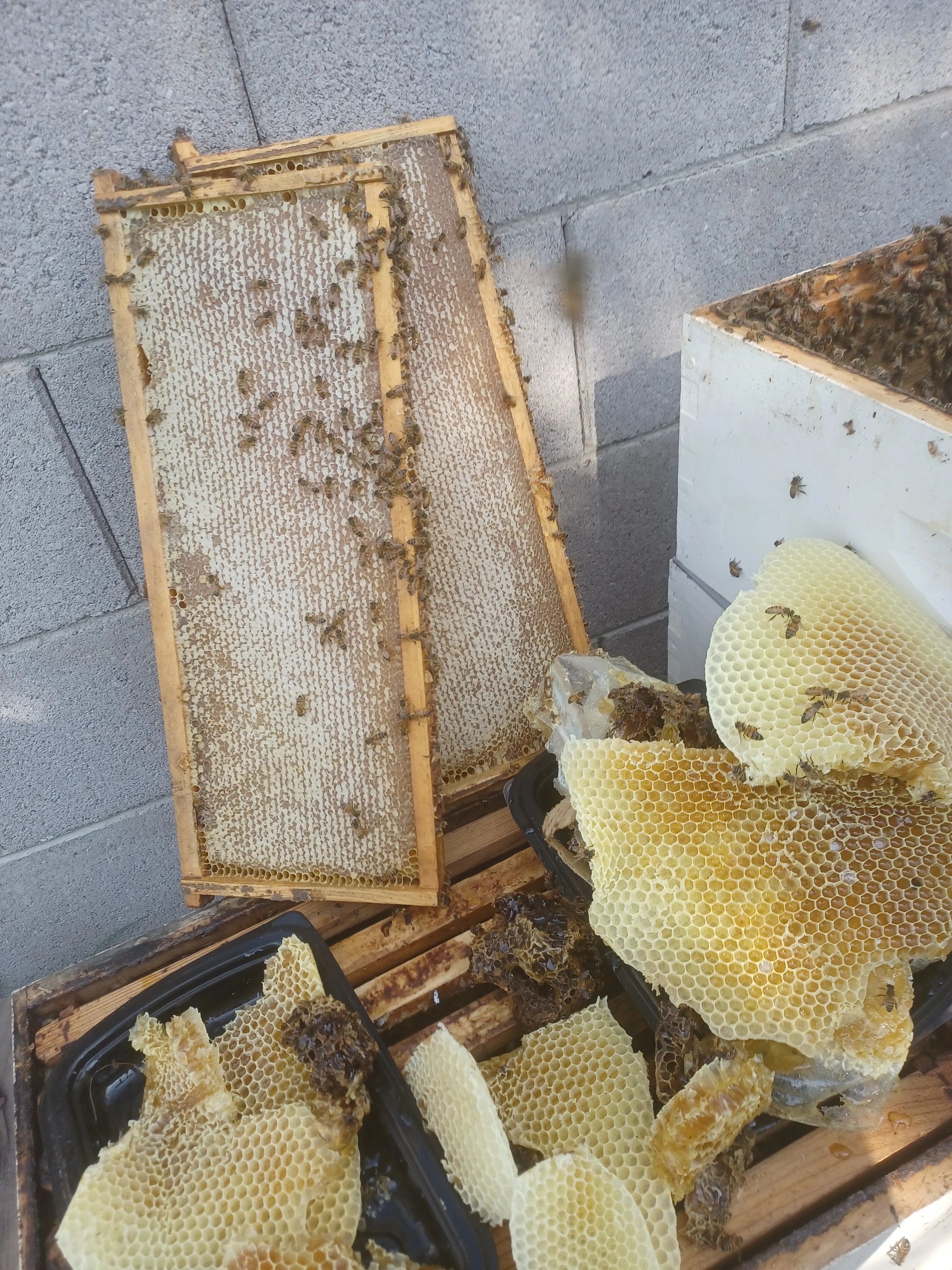 Arizona Honey Bee Co - Local Raw Honey
