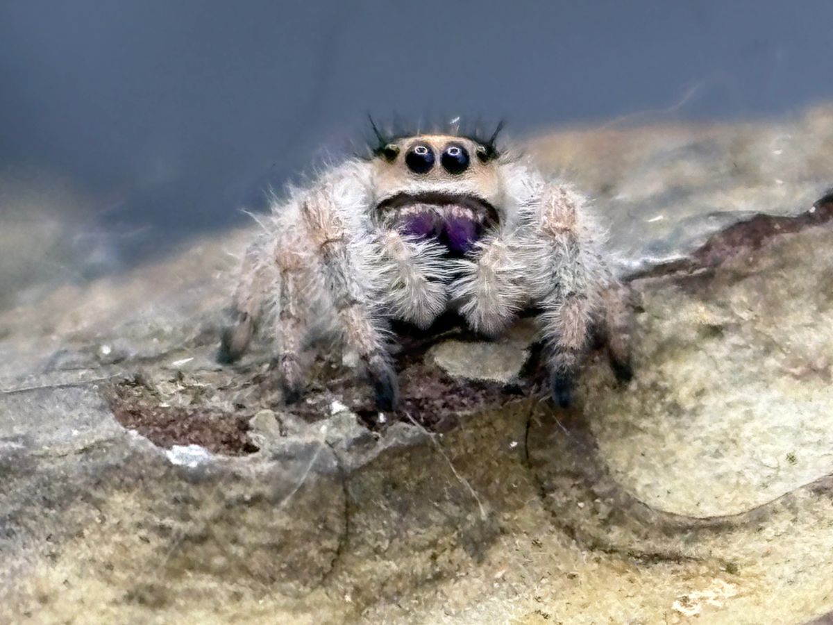 RARE! P1 patternless regius female