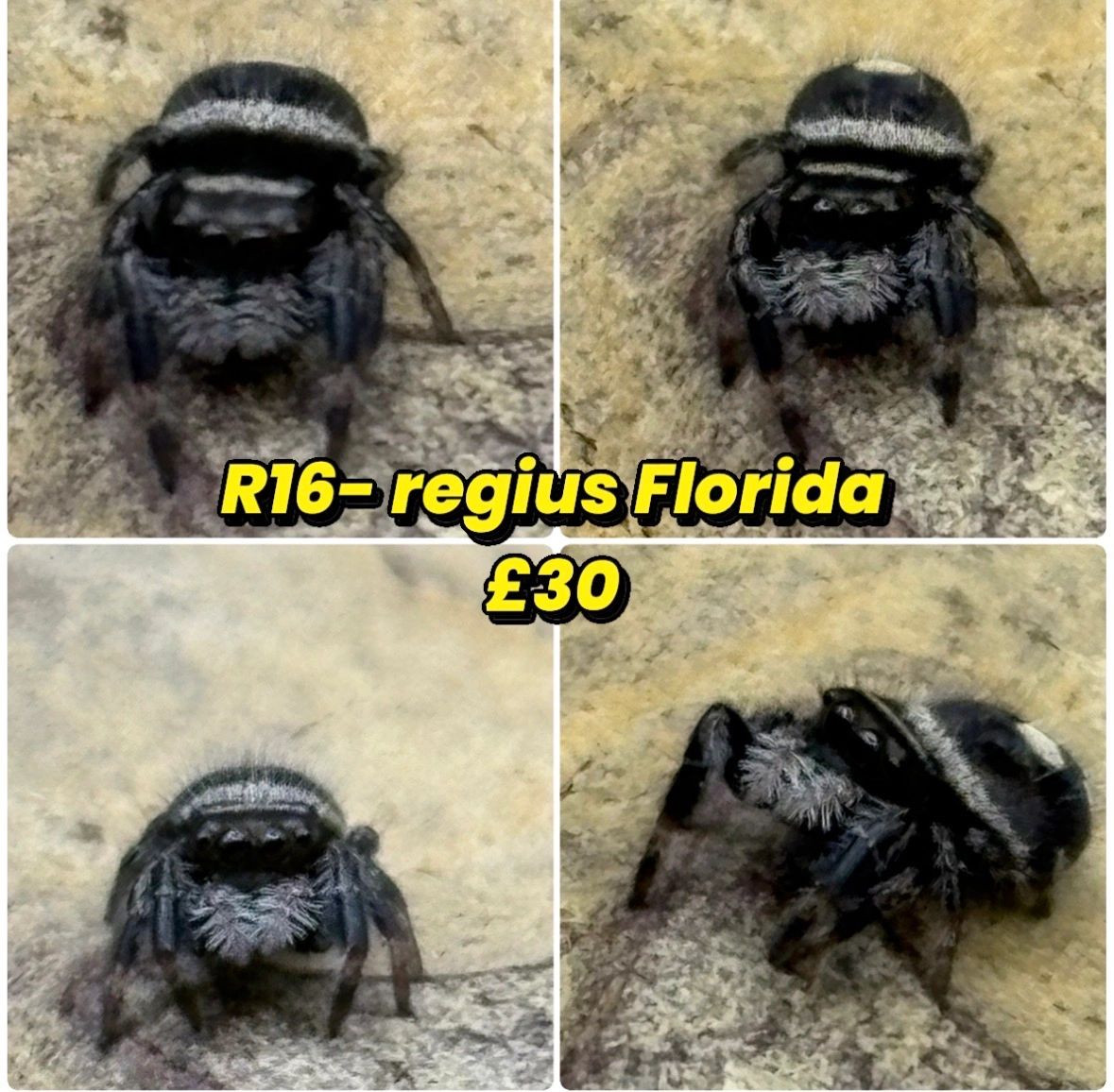 R16 regius florida male