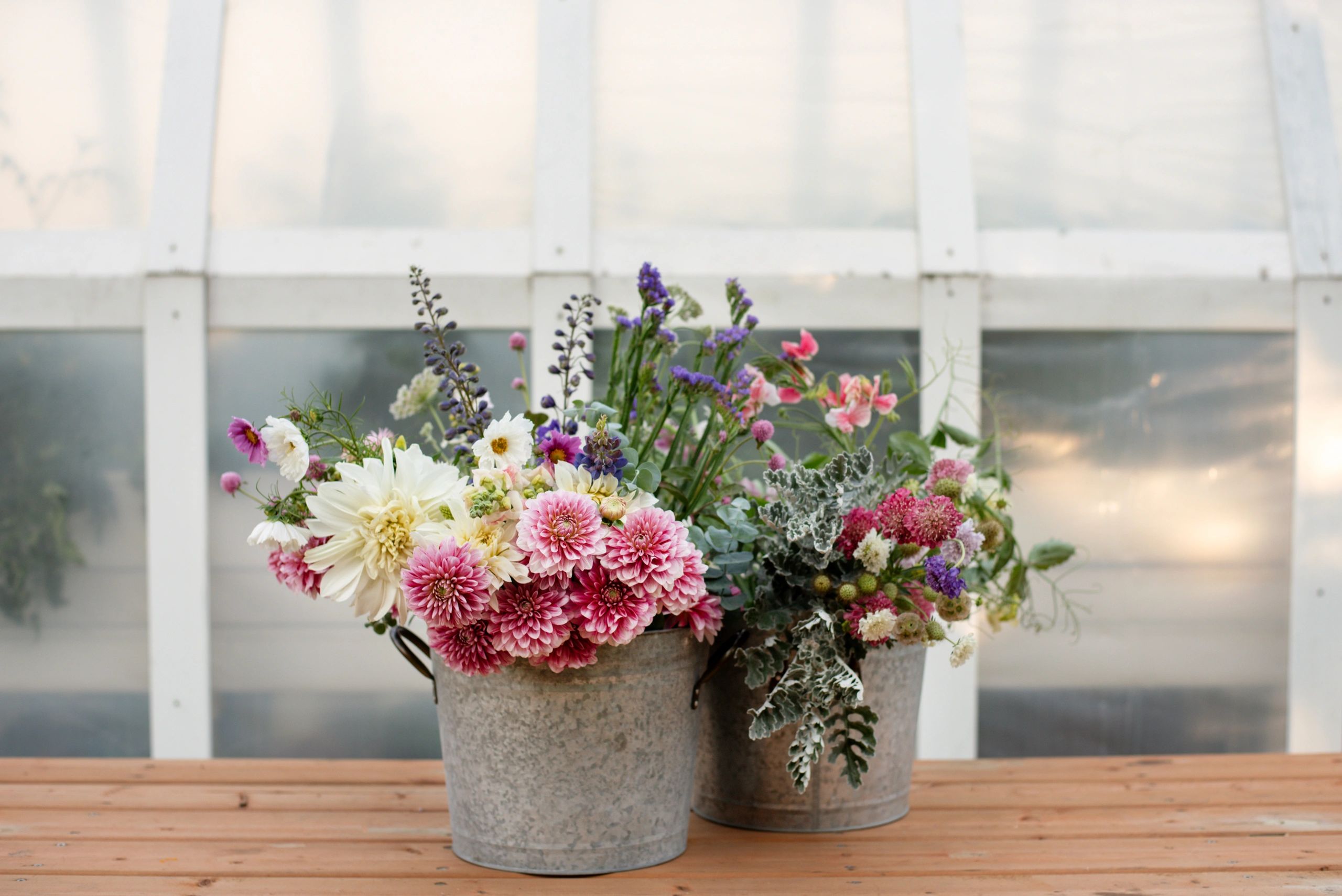Flowers Grown in Alberta