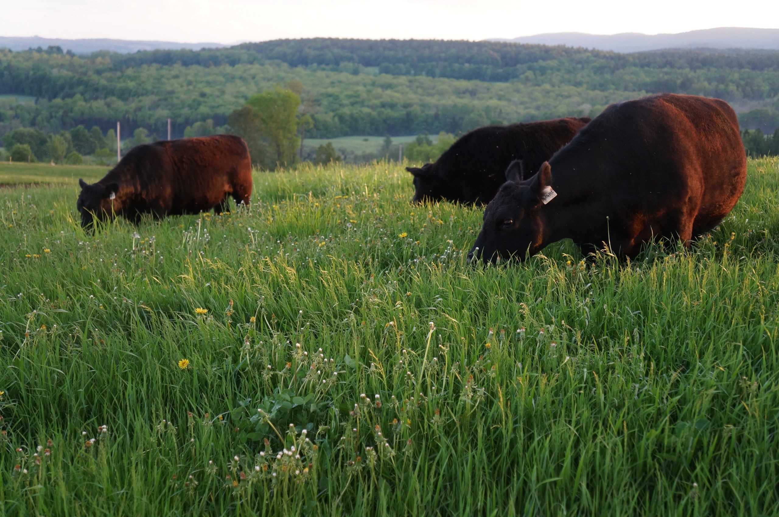 Four Town Lowlines - Family, Farm, Cows