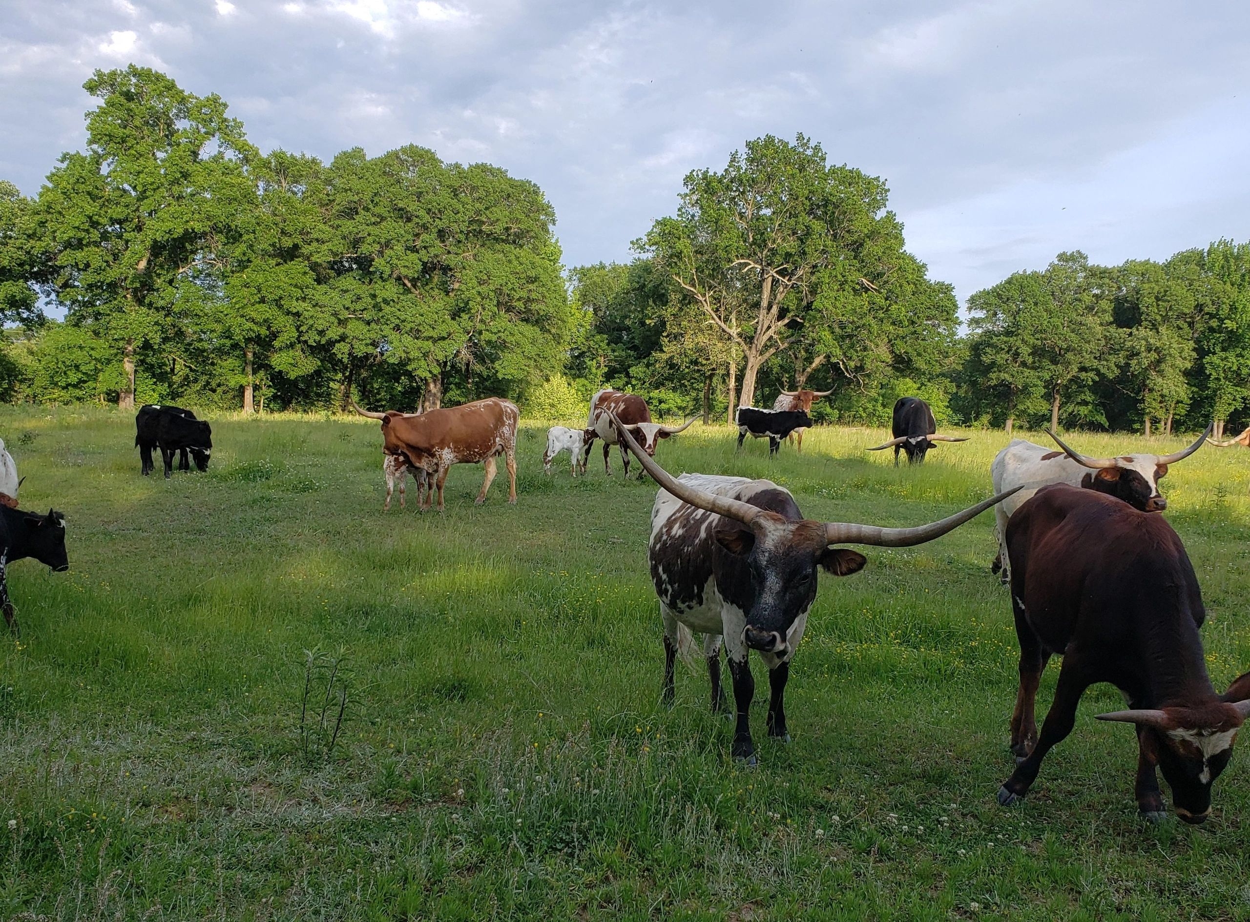 Registered Texas Longhorn Breeder - Milbauer Ranch