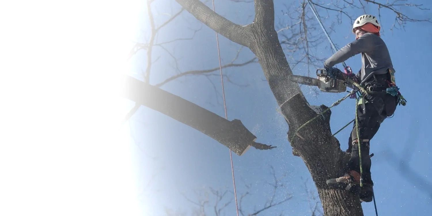 Liberty Tree Service - Tree Pruning - Tree Trimming - Tree Removal