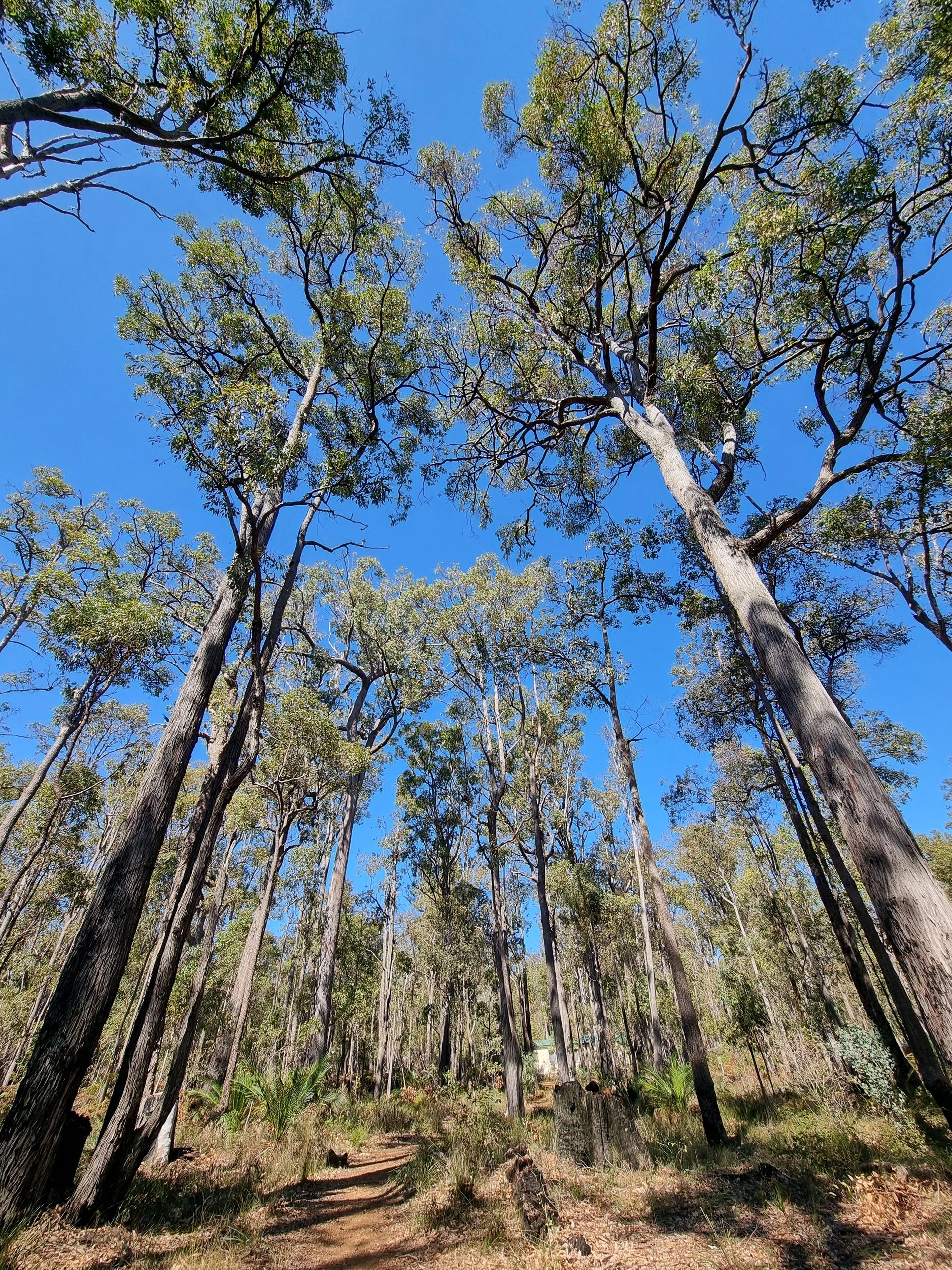 Dwellingup Chalets & Caravan Park