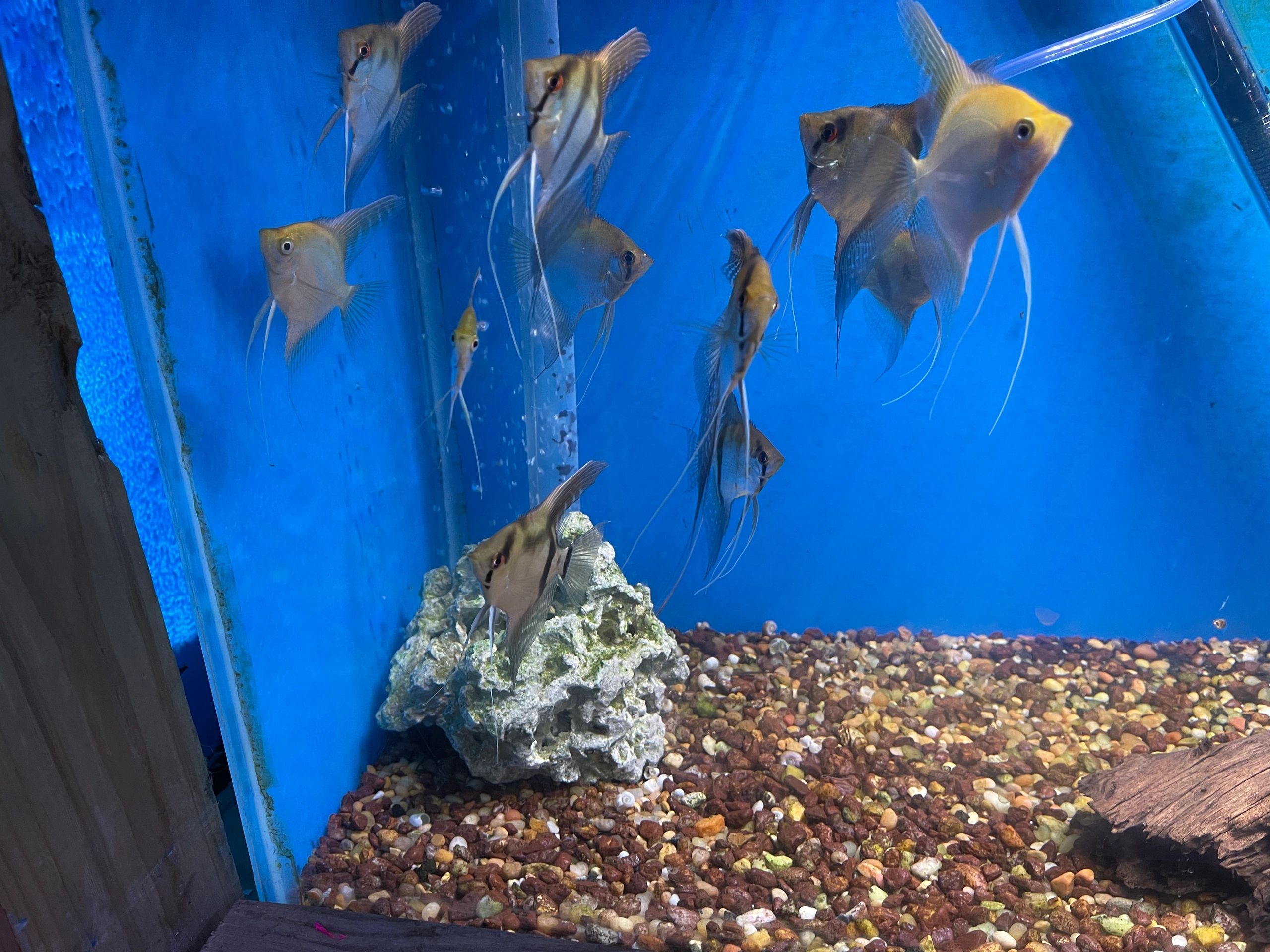 Tons of nice Angelfish at The Fish Guys Toledo