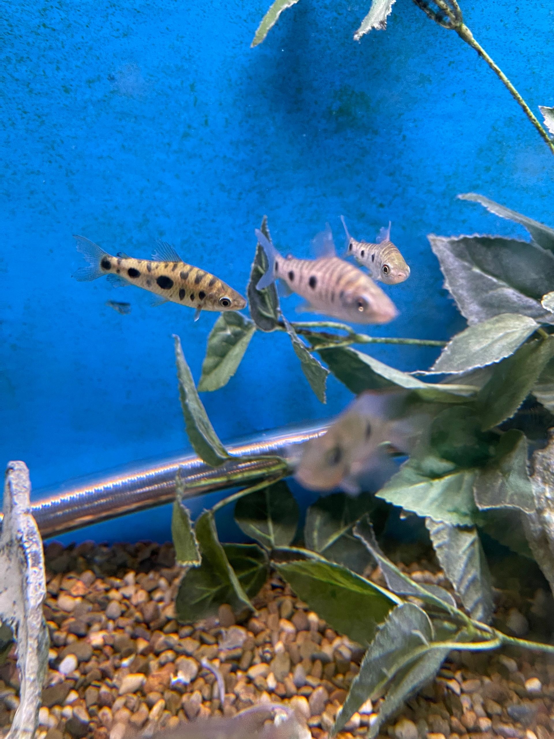 Lots of new Freshwater Fish and inverts in 7/13