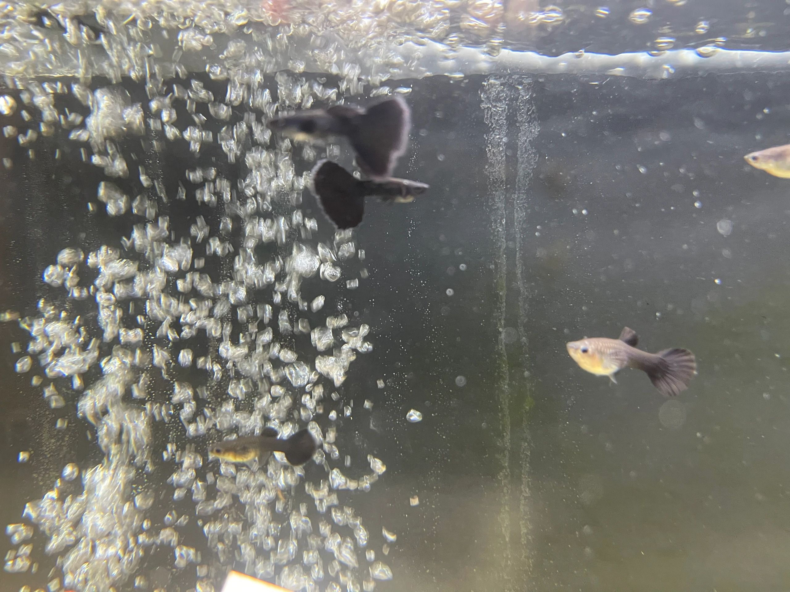 Black Moscow Guppies