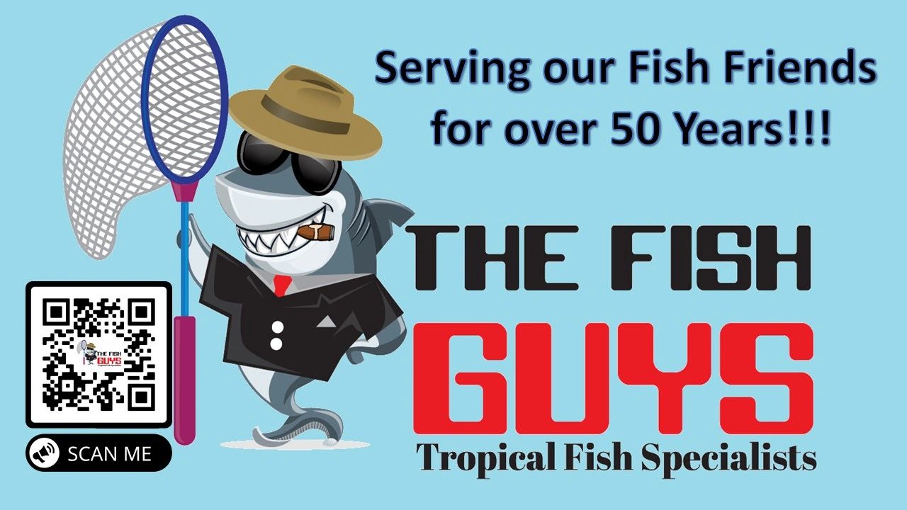 The Fish Guys Toledo's Aquarium and Tropical Fish Specialists