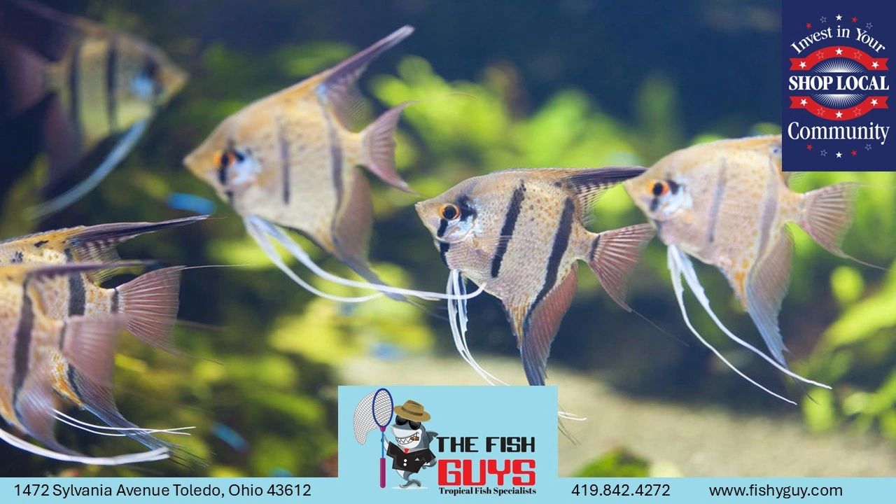 Dive into The Fish Guys