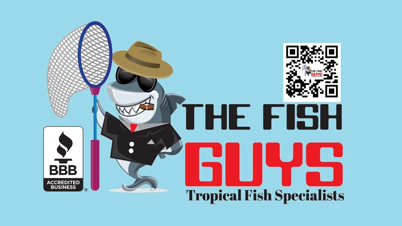 The Fish Guys