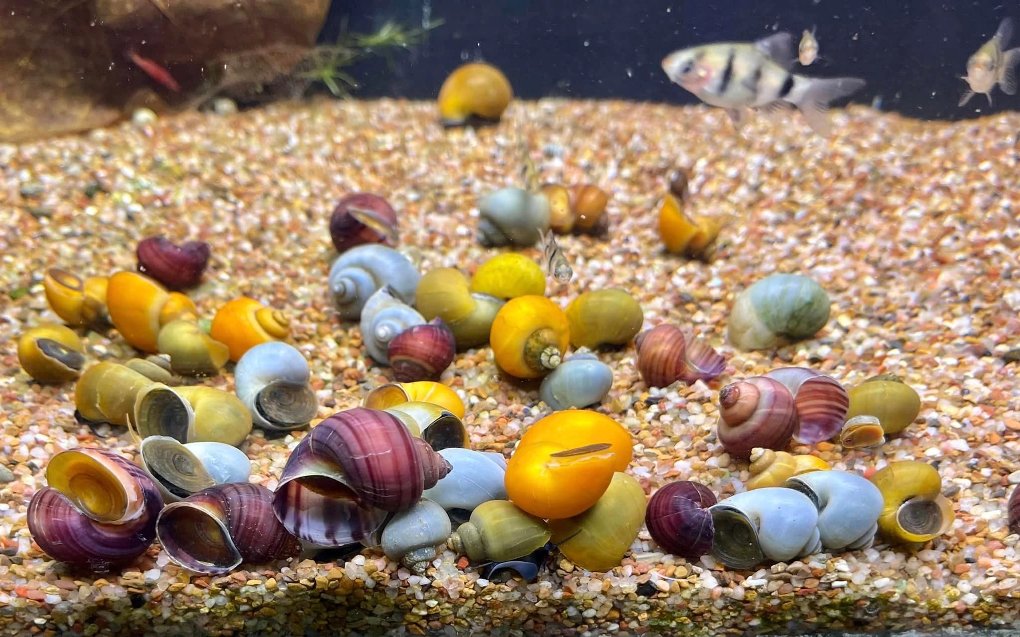 Nice Rainbow mix of snails