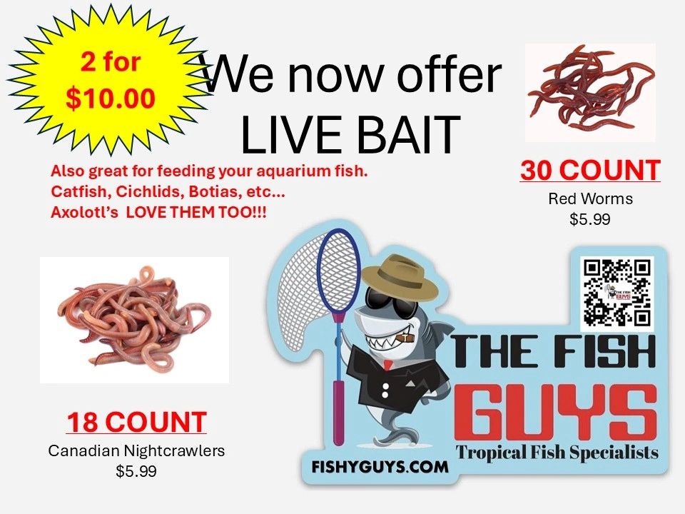 We now offer Live Bait Worms