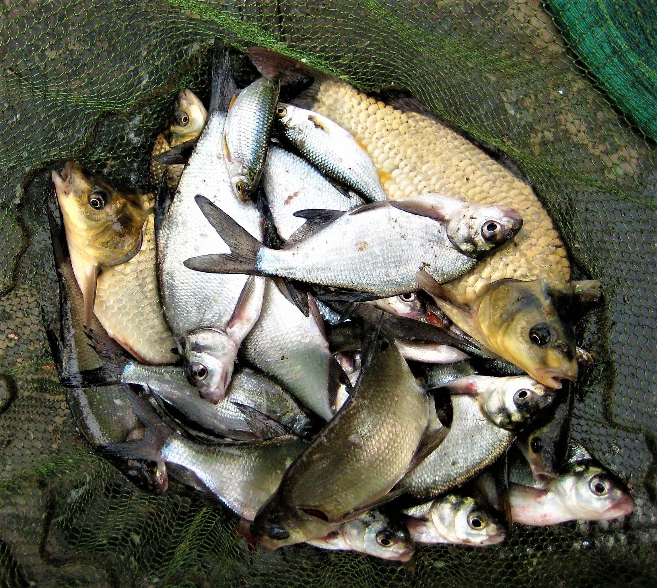 At last the bream are feeding