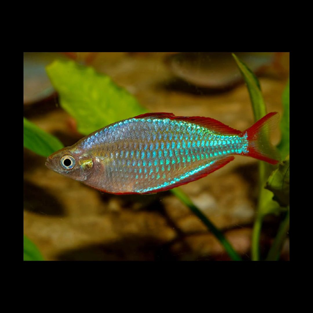 [6 Piece ₹799 ] Neon Rainbow Fish