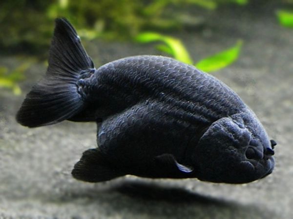 1 Pair 2099 Z Black Ranchu Goldfish