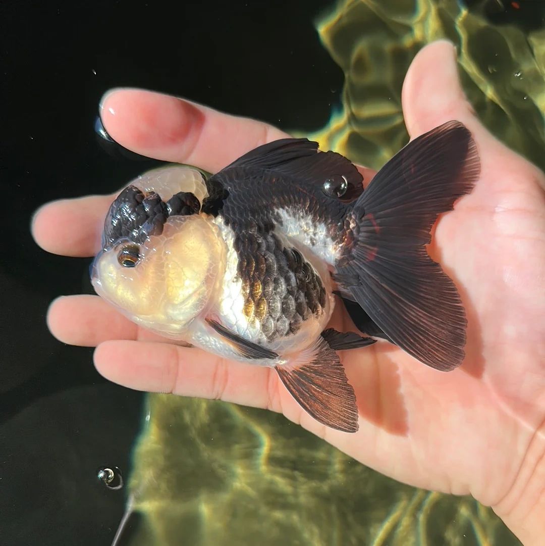 1 Piece ₹750 Panda Short Body Ornada Goldfish