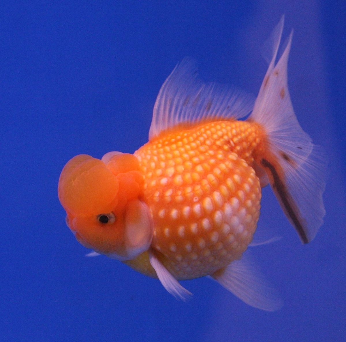 [ 1 Pair ₹2800 ] Pearlscale Oranda Goldfish