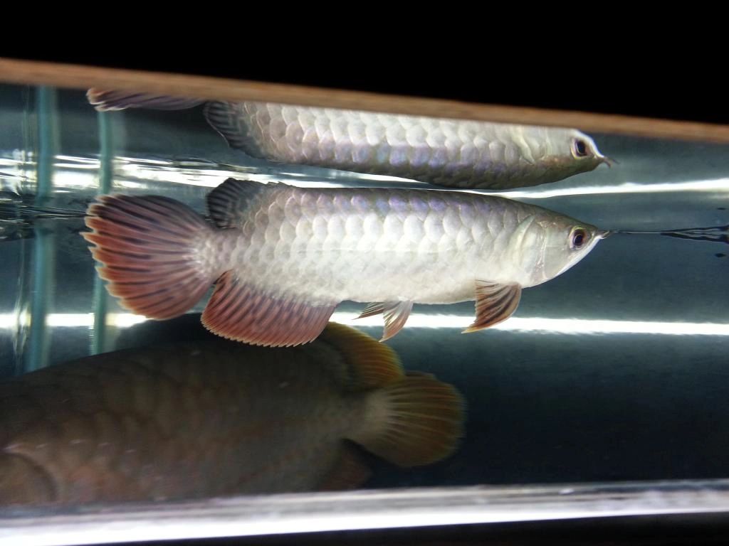 [ 1 Piece ₹17500 ] Banjar Red Asian Arowana