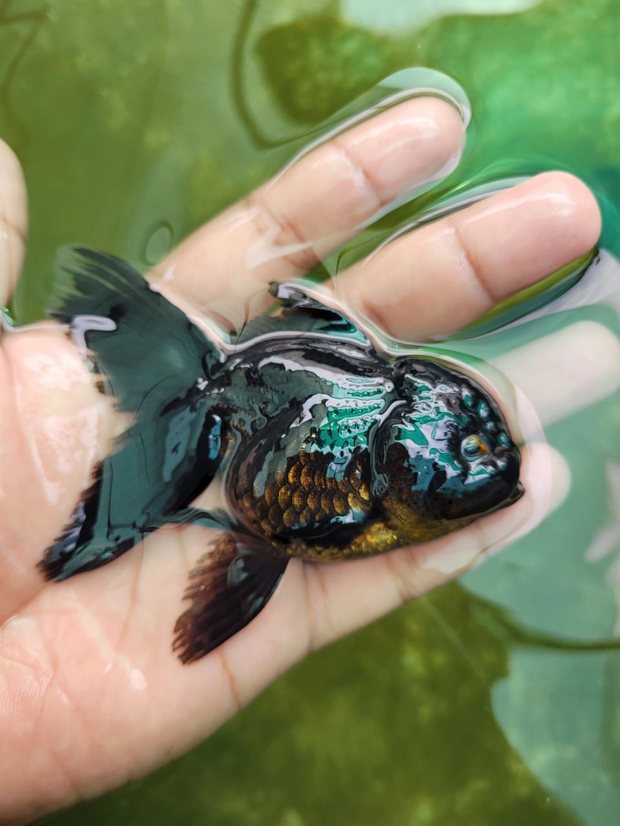 [ 1 Piece ₹700 ] Godzilla Black Oranda Goldfish