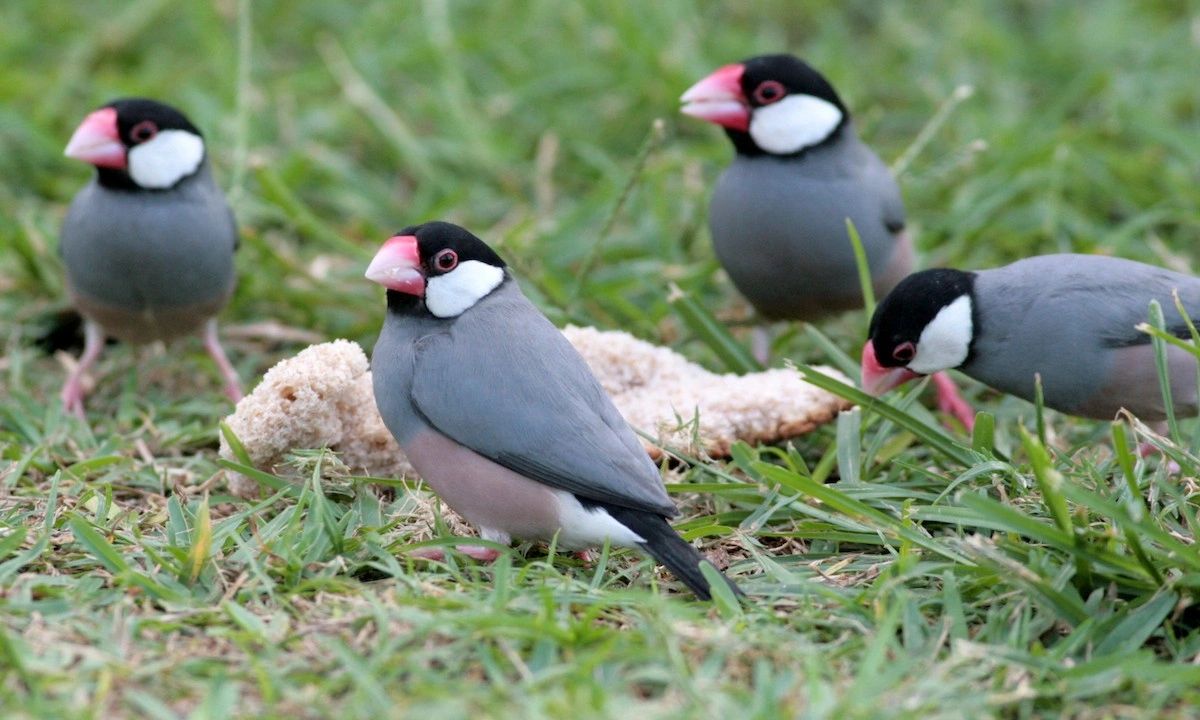 [ 2 Pair ₹2800 ] Black Java Finch Live Birds